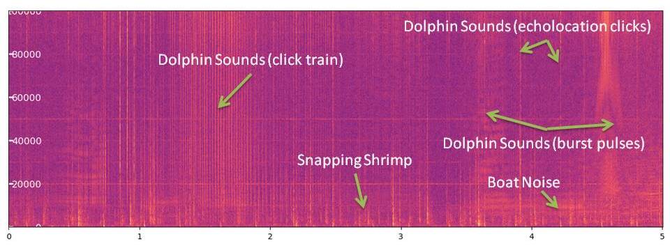 Dolphin Chat Workflow 1 Practice | Cetalingua Project