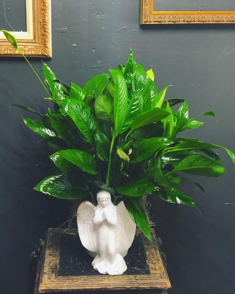 David Lotz, Sr. - 2024 - Gonce Funeral Service