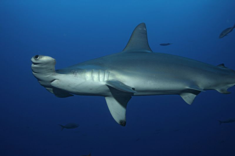 Primitive Modeling Challenge: Robot - CG Cookie