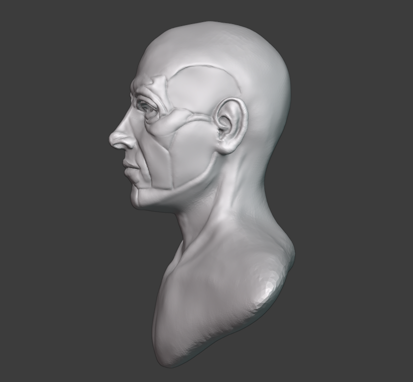 Face anatomy study - CG Cookie