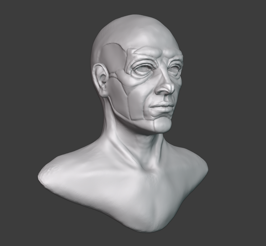 Face anatomy study - CG Cookie