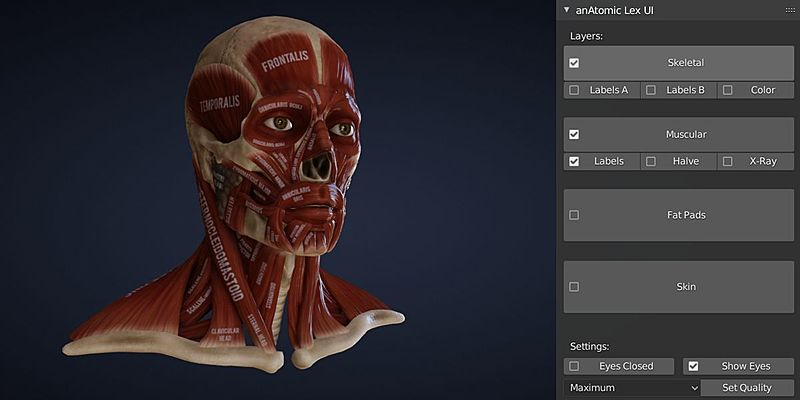 anAtomic: Head Anatomy 3D Cheat Sheet - CG Cookie