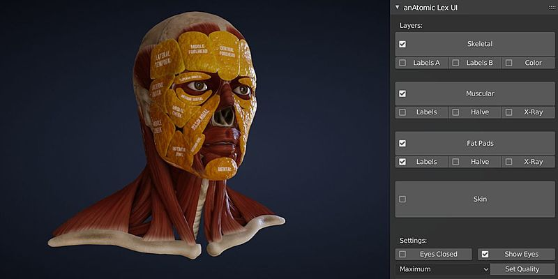 Blender Review — Anatomic: Head Anatomy 3d Cheat Sheet, 52% OFF