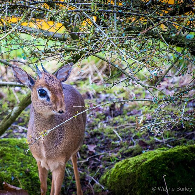 Wayne Burley – Nature & Animals Photographer