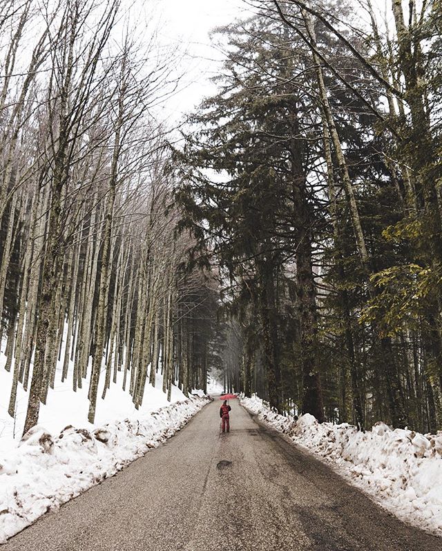 Samuel Miceli – Nature & Animals Photographer