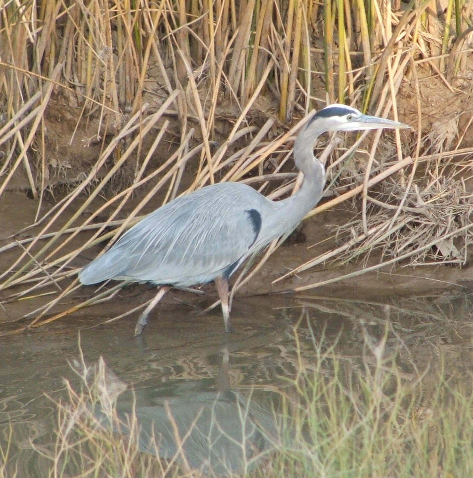 Kickapoo Woods - Centennial Volunteers Stewardship Day - Events ...