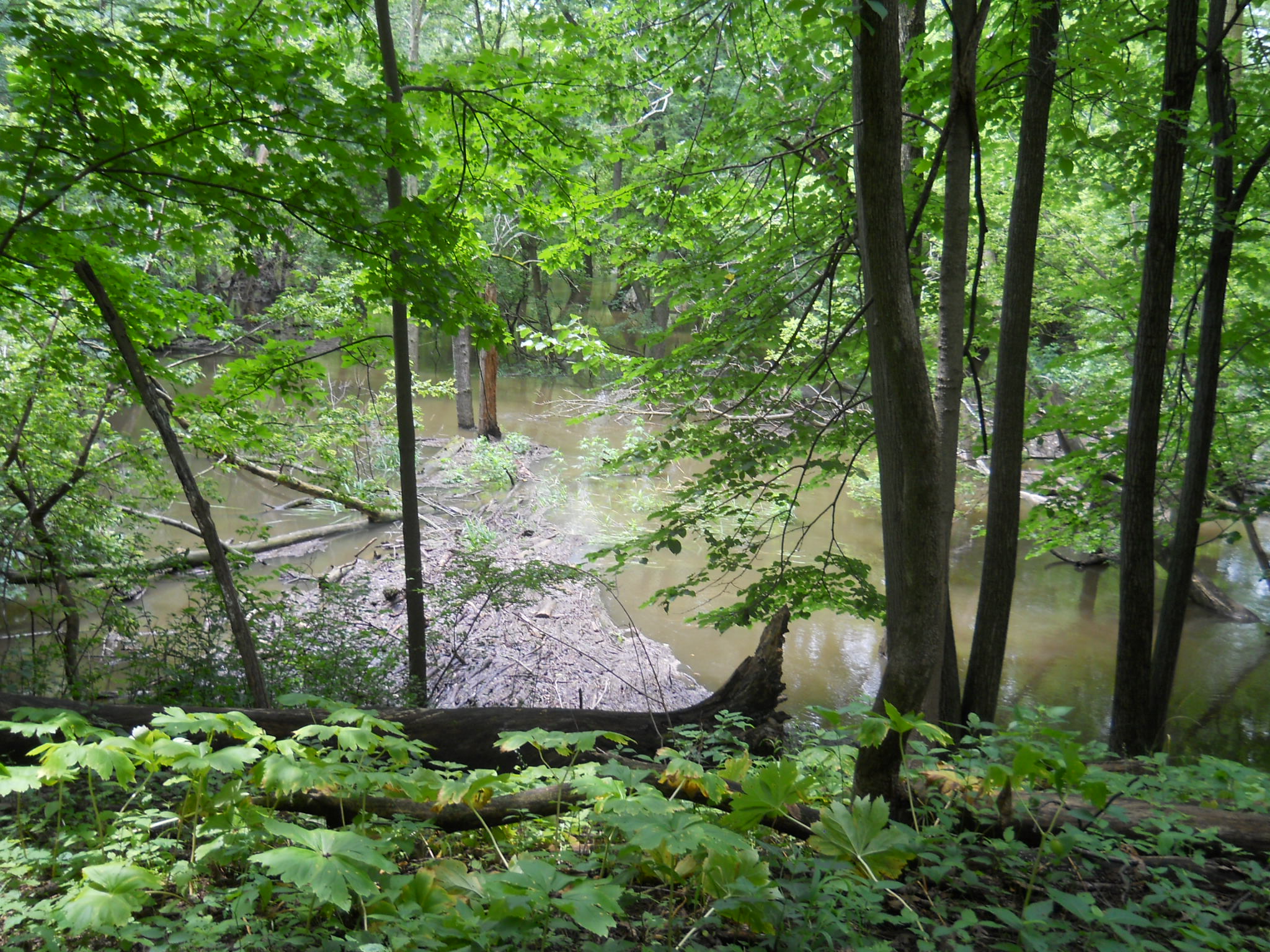 LaBagh Woods/Hernandez - Centennial Volunteer Stewardship Workdays ...