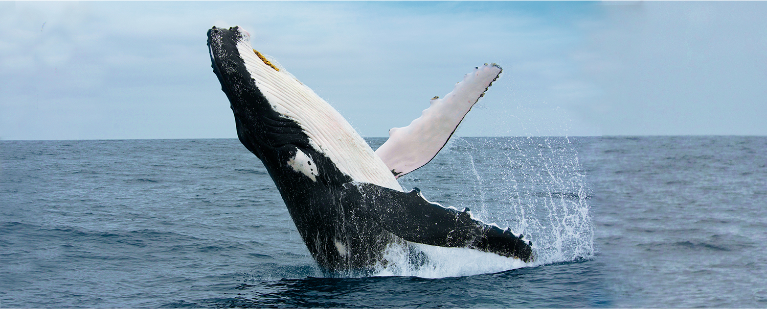 Chocolates Jet ¡Descubre el nuevo Álbum Vive la Aventura Colombia!