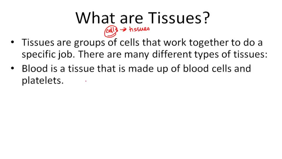 Organization of Multi-cellular Organisms - Example 2 ( Video ...