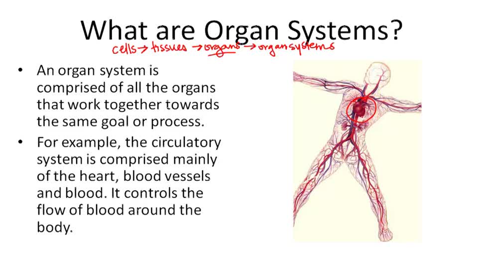 Organization of Multi-cellular Organisms - Example 4 ( Video ...