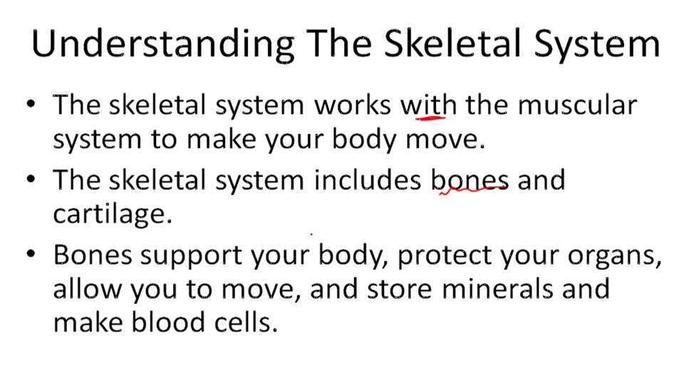 Human Body Systems - Example 10 ( Video ) | Biology | CK-12 Foundation