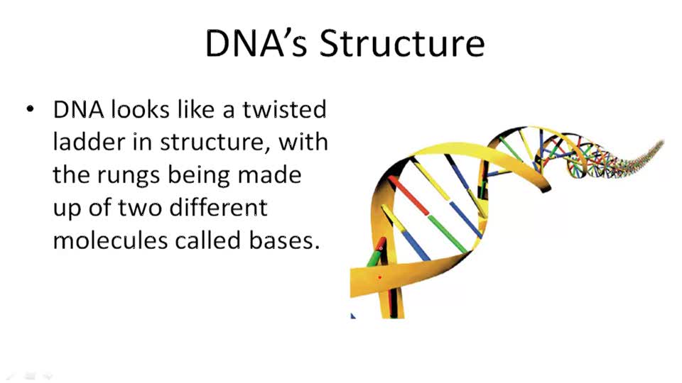 DNA - Example 1 ( Video ) | Biology | CK-12 Foundation