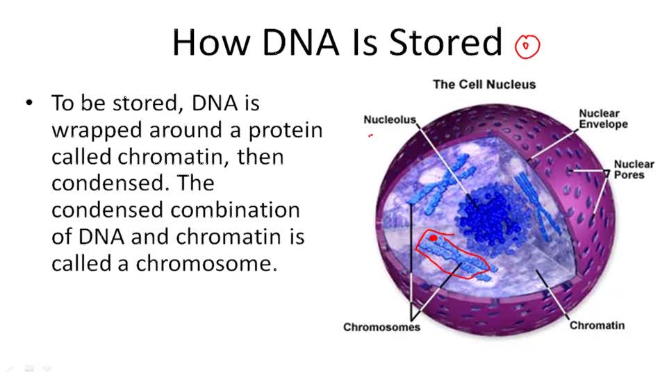 DNA - Example 3 ( Video ) | Biology | CK-12 Foundation