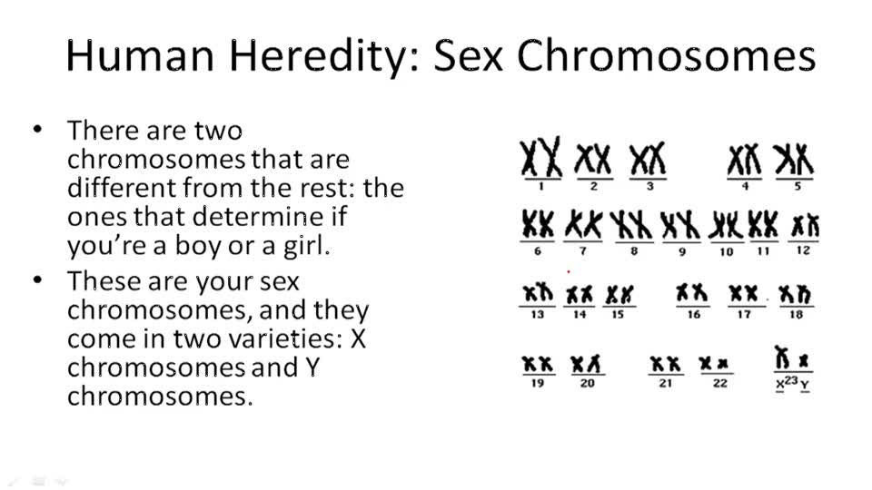 DNA - Example 4 ( Video ) | Biology | CK-12 Foundation