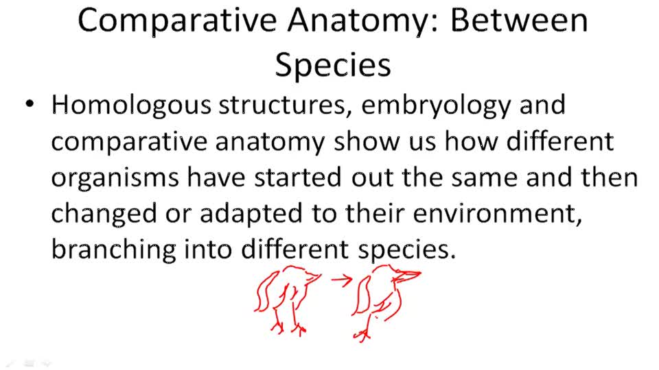 Evidence of Evolution - Example 2 ( Video ) | Biology | CK-12 Foundation