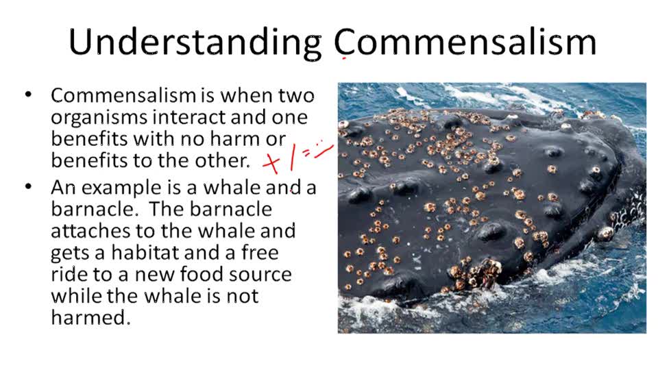Symbiosis - Example 2 ( Video ) | Biology | CK-12 Foundation