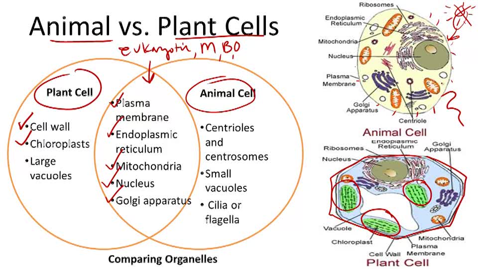 Prokaryotic And Eukaryotic Cells Video Biology CK 12 Foundation