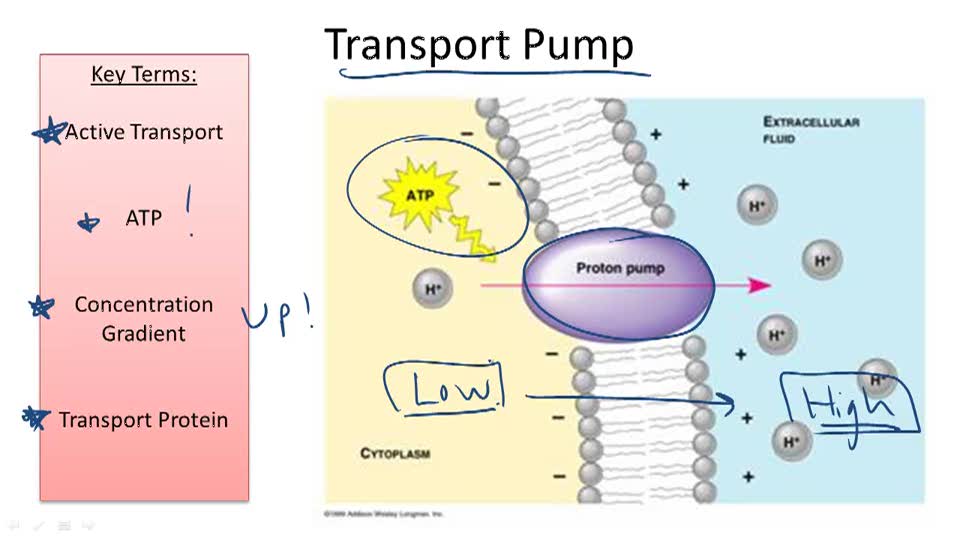 Active Transport Examples