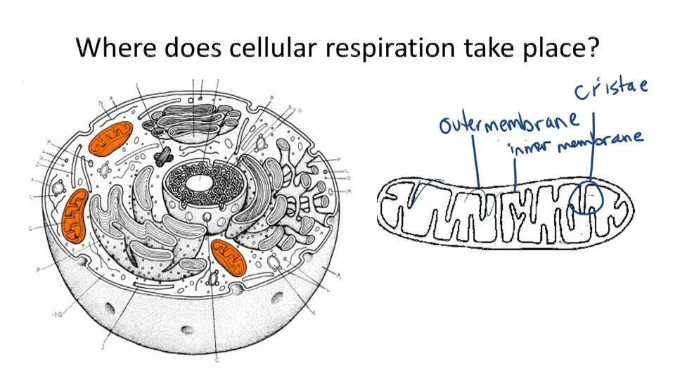 Cellular Respiration - Example 1 ( Video ) | Biology | CK-12 Foundation
