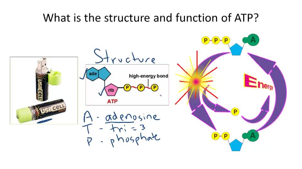 Cellular Respiration - Example 2 ( Video ) | Biology | CK-12 Foundation