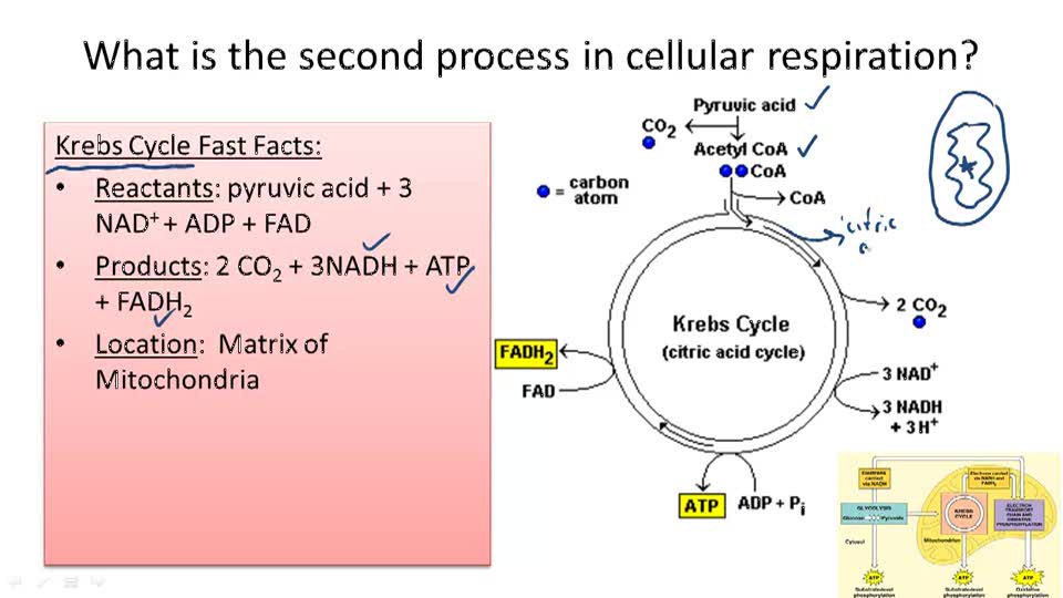 Cellular Respiration - Example 4 ( Video ) | Biology | CK-12 Foundation
