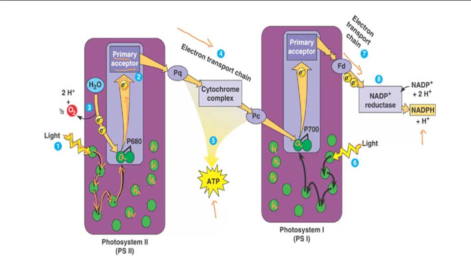 Photosynthesis - Example 3 ( Video ) | Biology | CK-12 Foundation