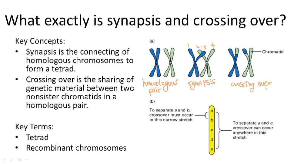 Cell Division for Reproduction - Example 3 ( Video ) | Biology | CK-12 ...