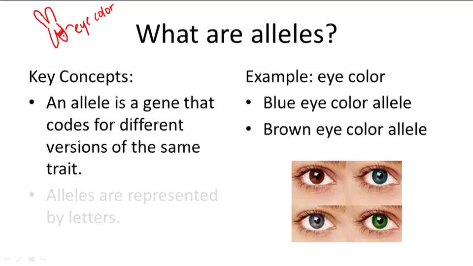 Basic Genetics Terms and Concepts - Example 2 ( Video ) | Biology | CK ...
