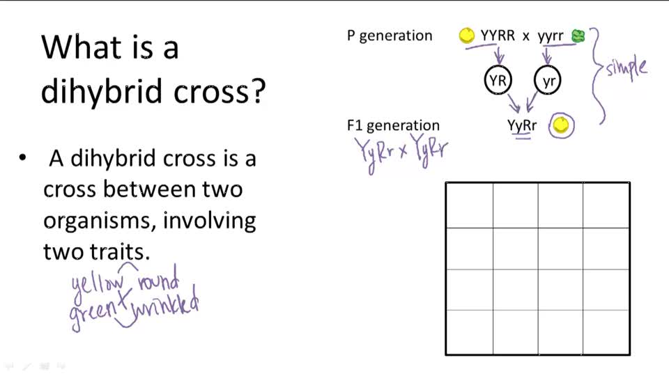 Mendelian Genetics - Example 8 ( Video ) | Biology | CK-12 Foundation