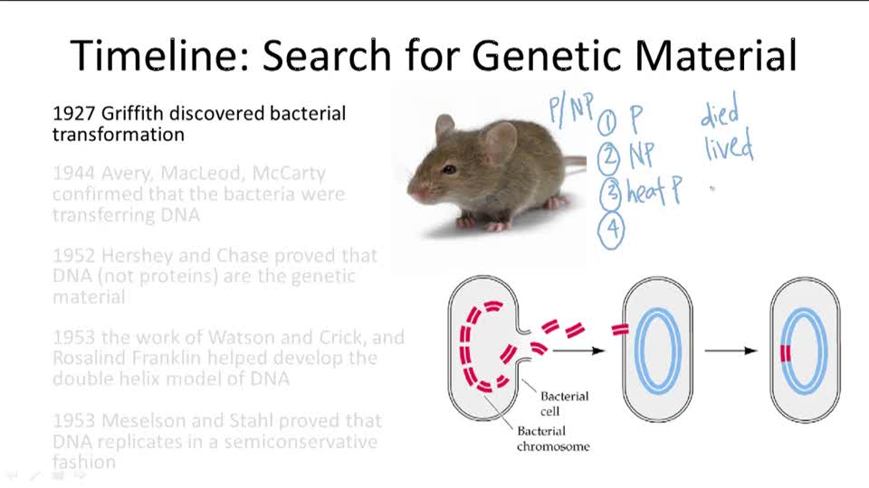 DNA Structure and Function - Example 1 ( Video ) | Biology | CK-12 ...