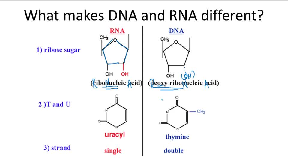 The Central Dogma of Biology - Example 1 ( Video ) | Biology | CK-12 ...