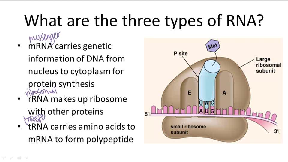 The Central Dogma of Biology - Example 2 ( Video ) | Biology | CK-12 ...