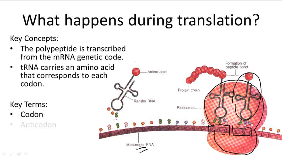 The Central Dogma of Biology - Example 4 ( Video ) | Biology | CK-12 ...