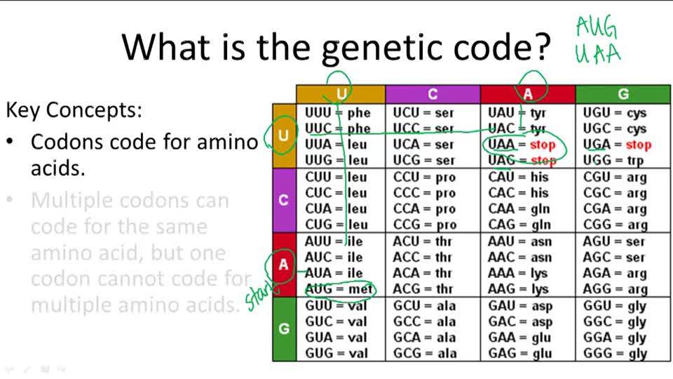The Central Dogma of Biology - Example 6 ( Video ) | Biology | CK-12 ...