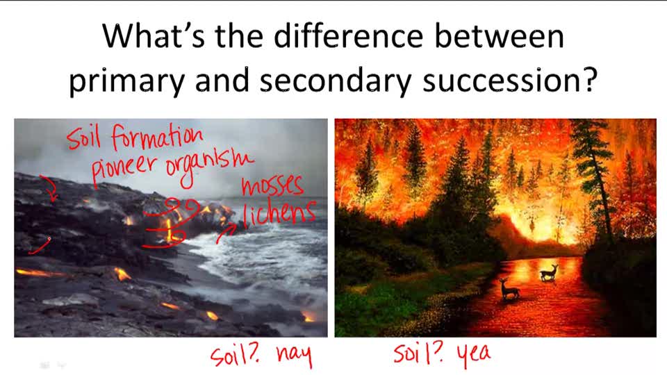 Changes in Communities Over Time - Example 1 ( Video ) | Biology | CK ...