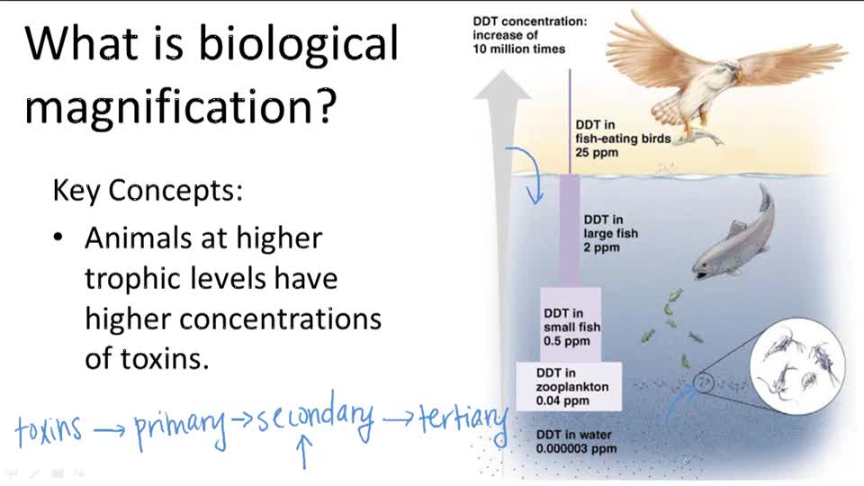 Energy Flow - Example 3 ( Video ) | Biology | CK-12 Foundation