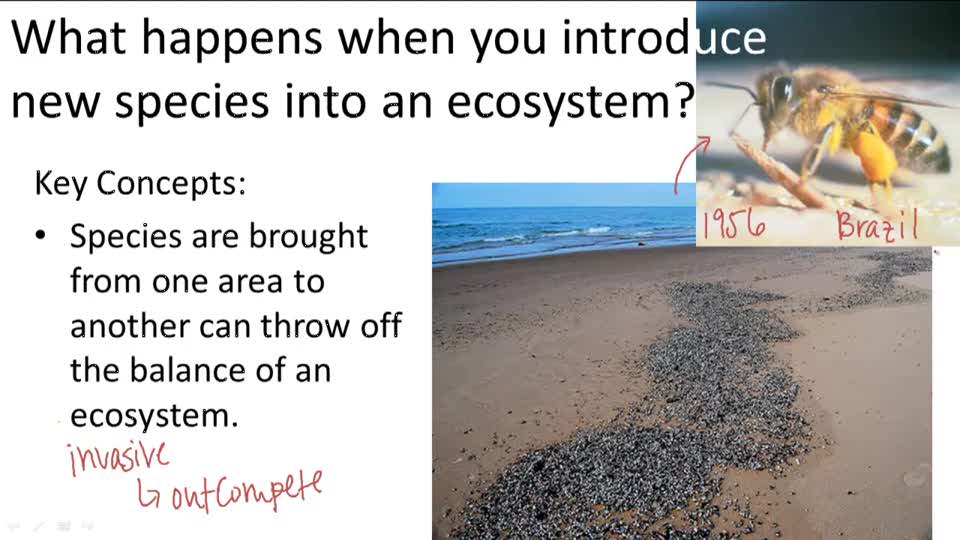 Human Impact - Example 6 ( Video ) | Biology | CK-12 Foundation