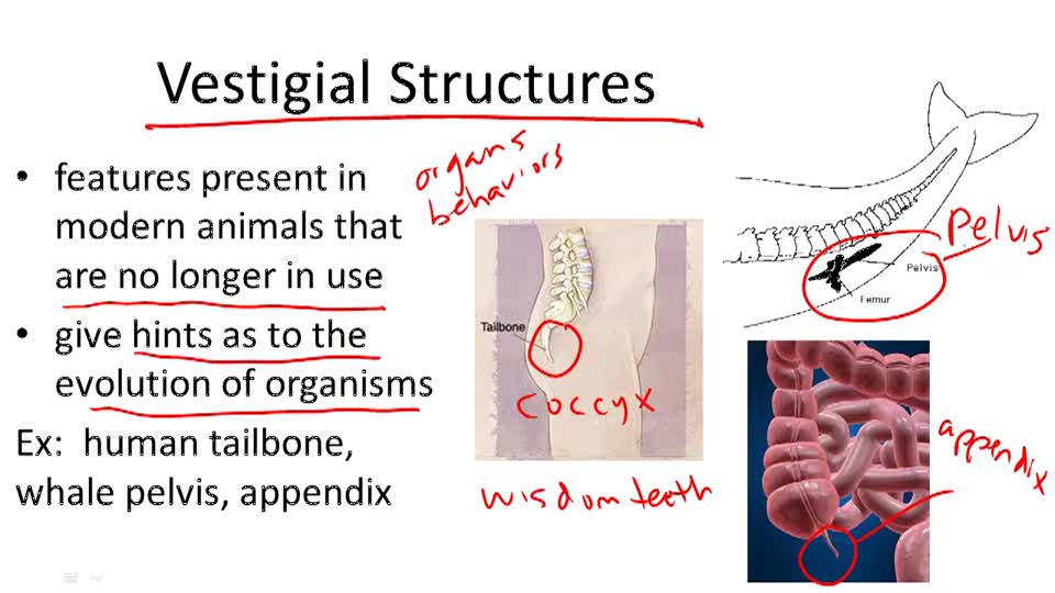 Evidence for Evolution - Example 1 ( Video ) | Biology | CK-12 Foundation