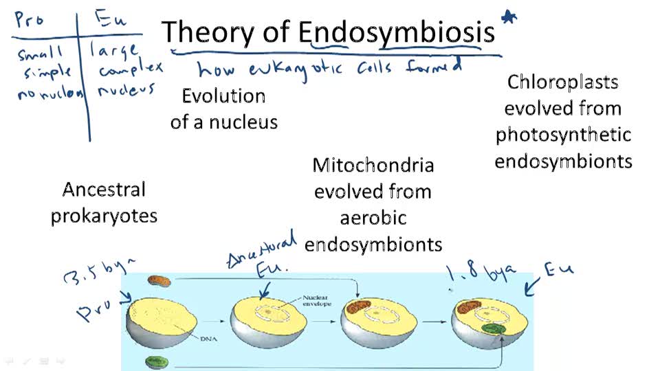 Theories of Origins of Life and Evolution - Example 3 ( Video ...