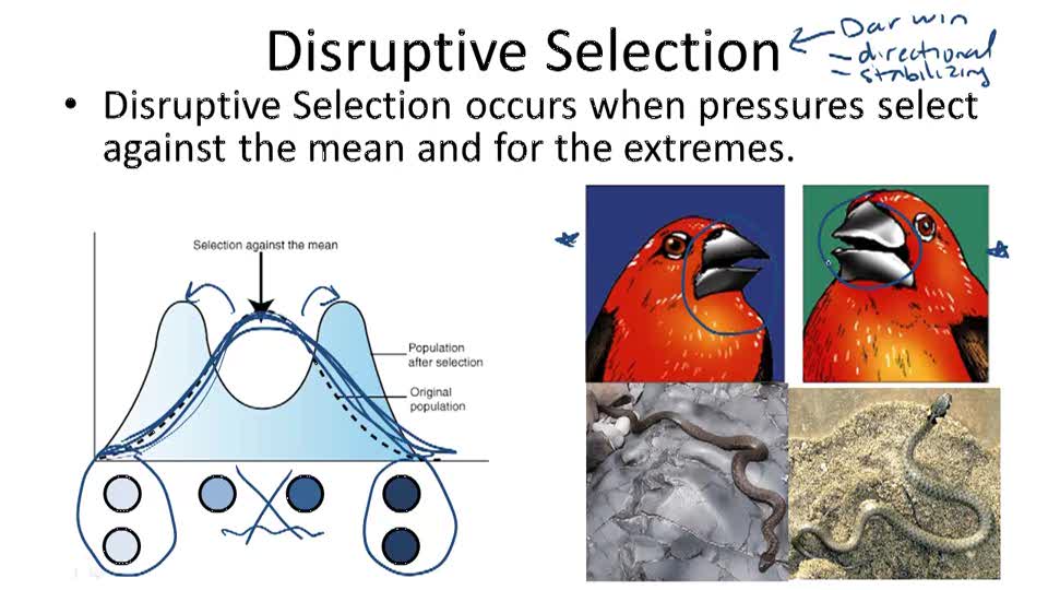 Theories of Origins of Life and Evolution - Example 7 ( Video ...