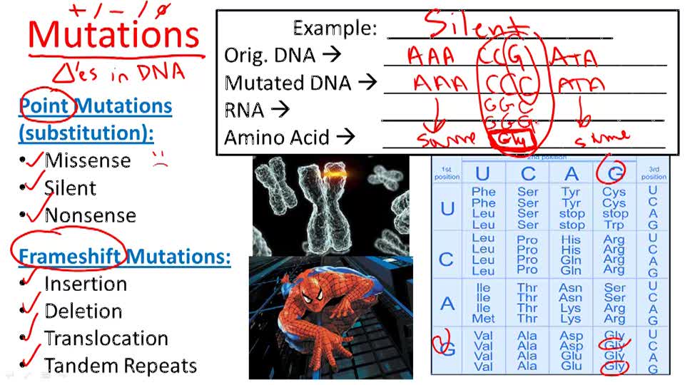 Sources of Evolution - Example 2 ( Video ) | Biology | CK-12 Foundation