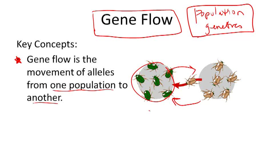 Sources of Evolution - Example 4 ( Video ) | Biology | CK-12 Foundation
