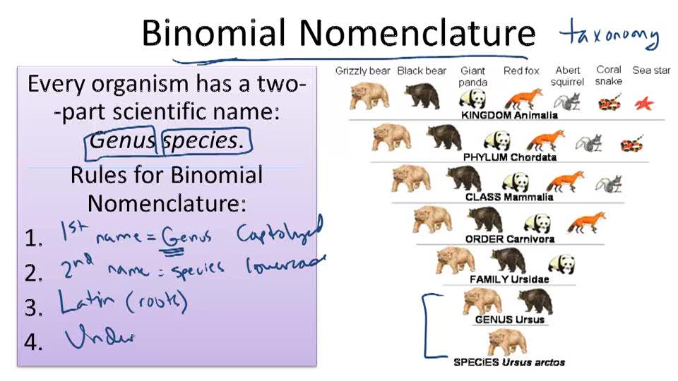 Taxonomy - Example 2 ( Video ) | Biology | CK-12 Foundation