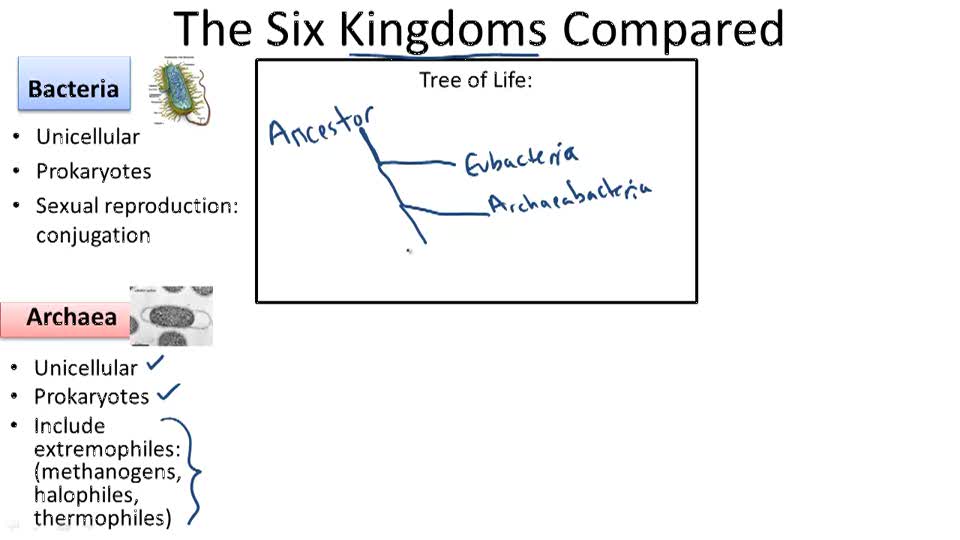 Taxonomy - Example 4 ( Video ) | Biology | CK-12 Foundation