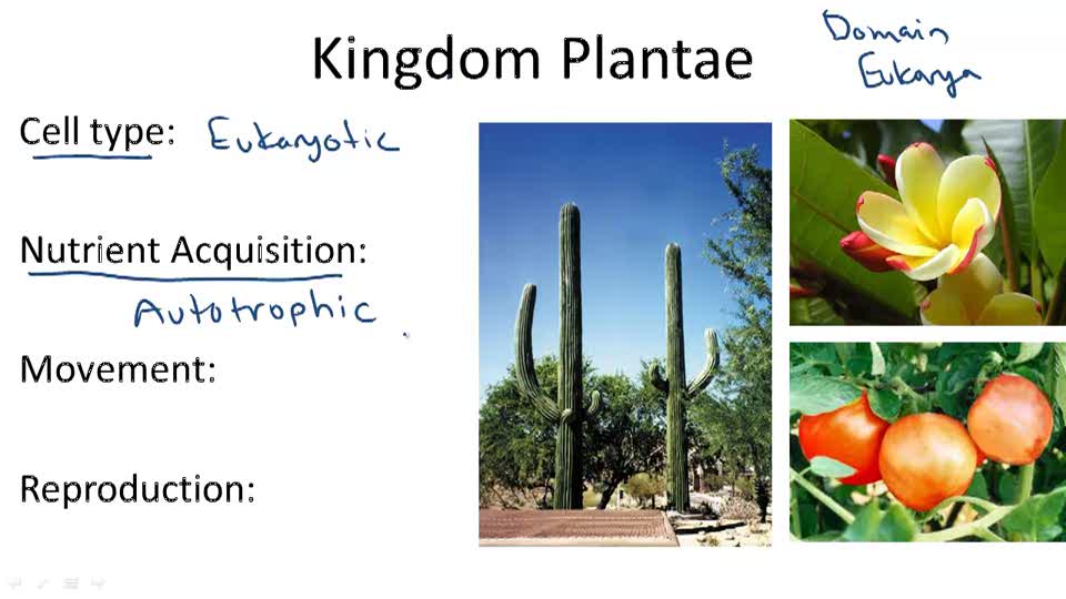 Taxonomy - Example 7 ( Video ) | Biology | CK-12 Foundation