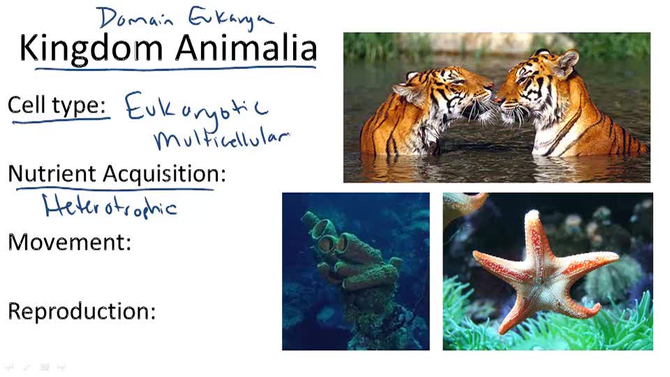 Linnaean Classification | CK-12 Foundation