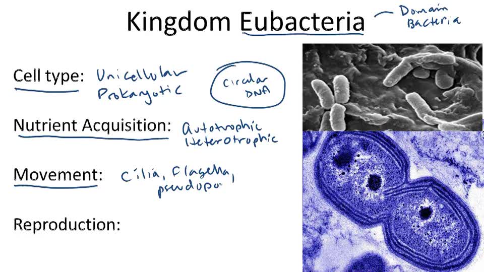 Taxonomy - Example 9 ( Video ) | Biology | CK-12 Foundation
