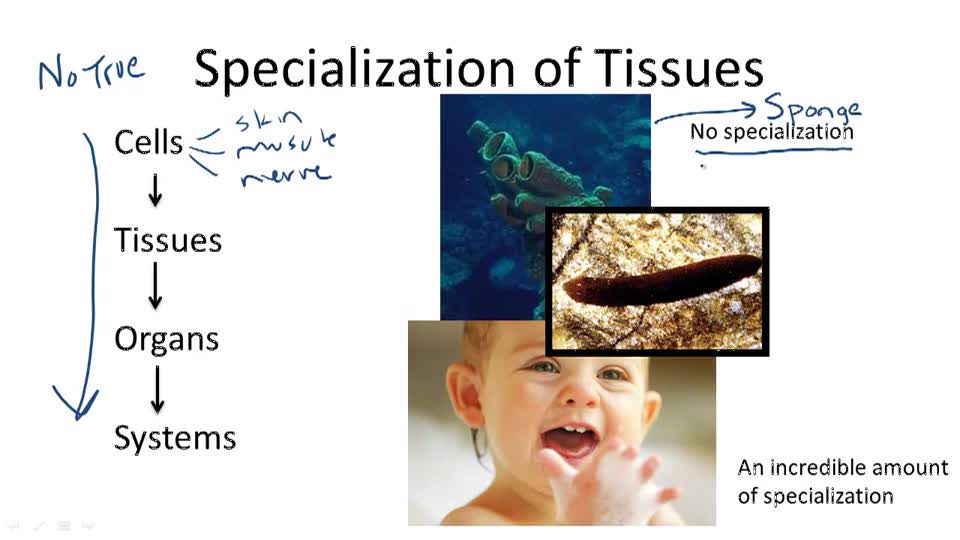 Evolutionary Trends in Animals - Example 2 ( Video ) | Biology | CK-12 ...