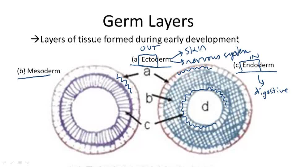 Evolutionary Trends in Animals - Example 3 ( Video ) | Biology | CK-12 ...