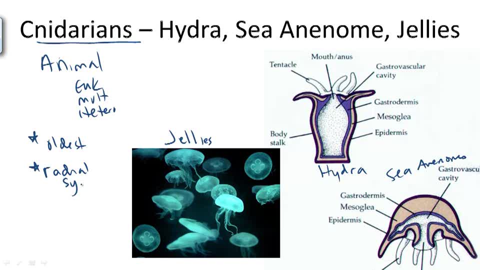 Examples Of Cnidarians